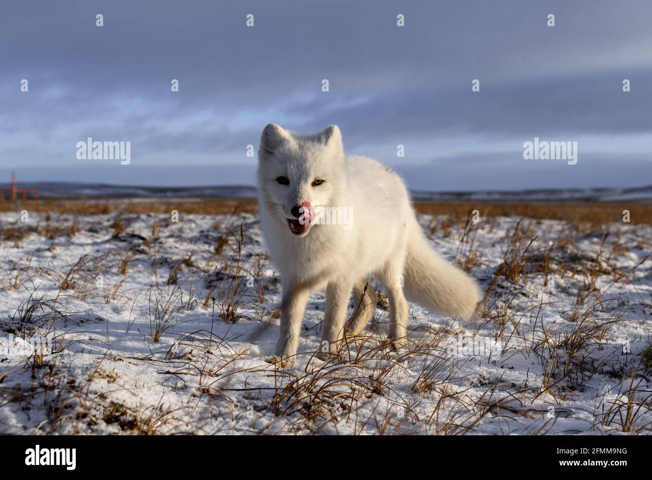Arctic fox in winter time in Siberian tundra Stock Photo - Alamy