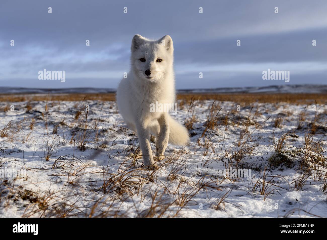 Arctic fox in winter time in Siberian tundra Stock Photo - Alamy