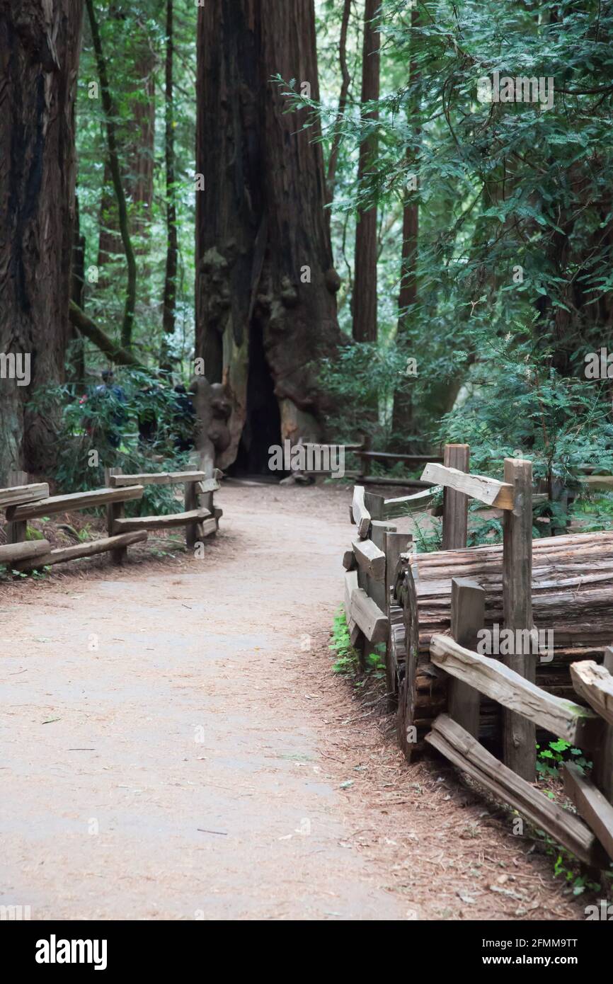 Path among the Redwoods Stock Photo - Alamy