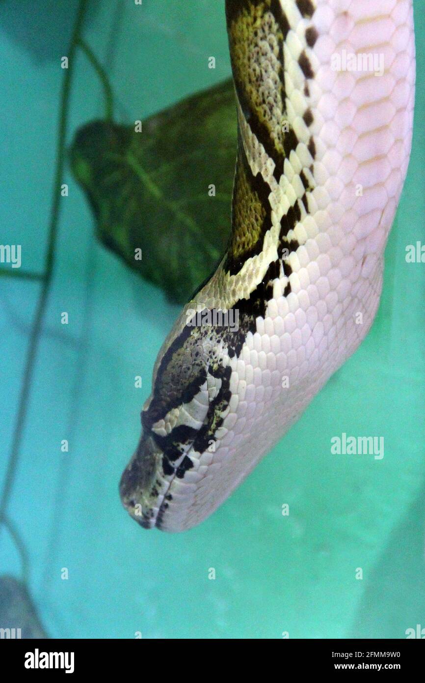 Vivarium and snake hi-res stock photography and images - Alamy