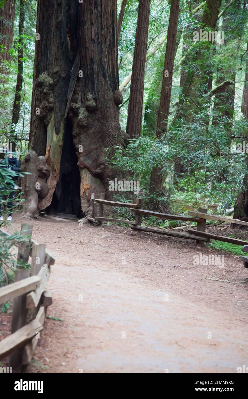 Path among the Redwoods Stock Photo - Alamy