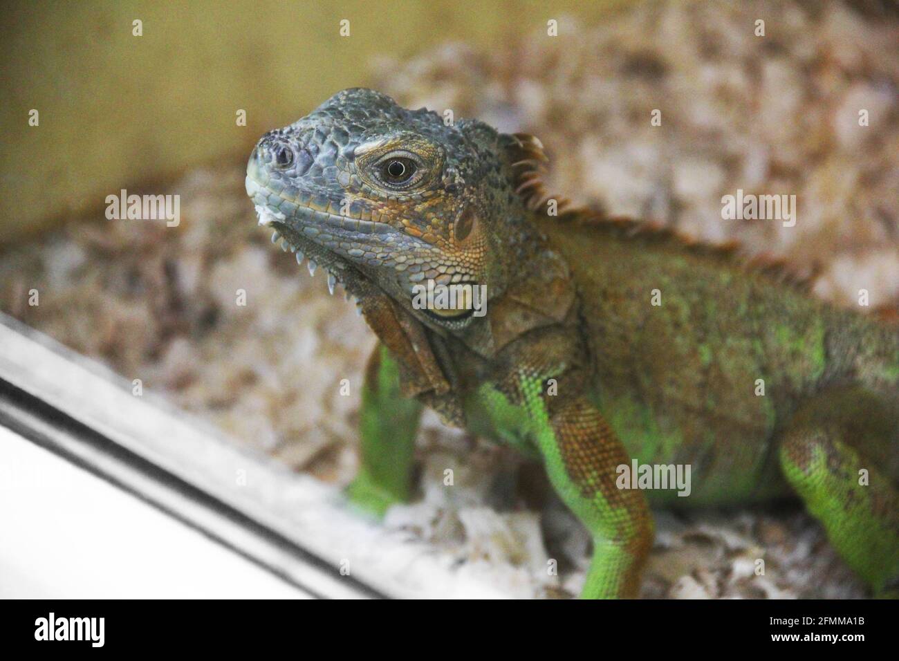Large lizard close-up. Lacertilia Stock Photo - Alamy