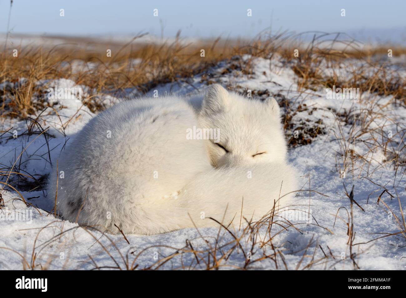 Arctic Tundra Arctic Fox