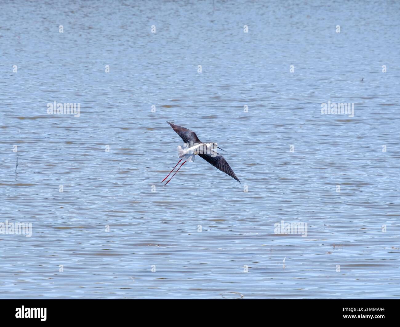 Black Winged Lapwing High Resolution Stock Photography and Images - Alamy