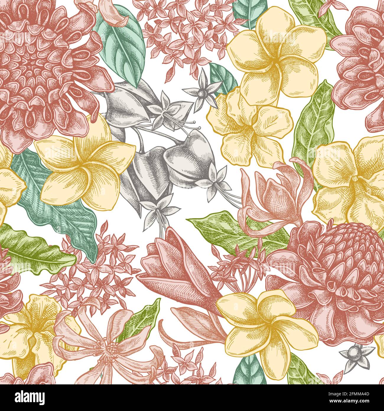Champaca illustration Stock Vector Images - Alamy