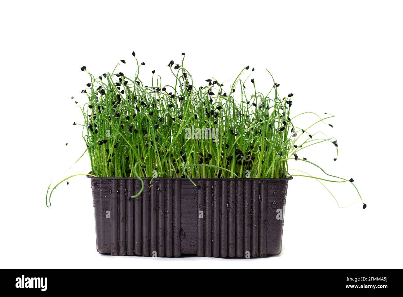 Microgreen onion Cut Out Stock Images & Pictures - Alamy