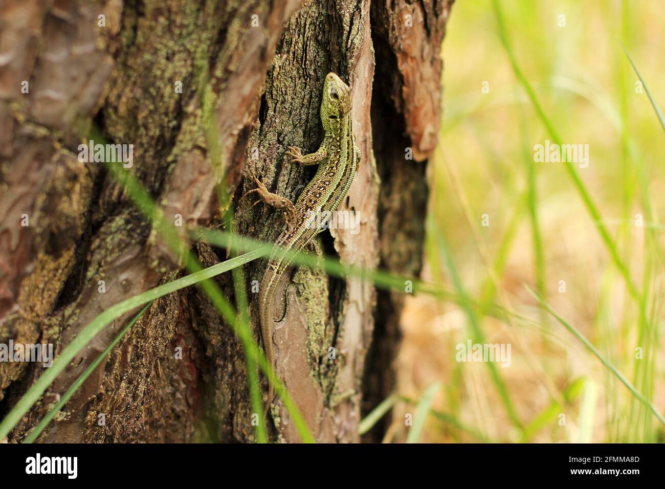 Lizard on a tree in the forest Stock Photo - Alamy