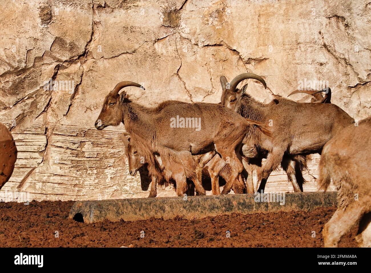 Closeup shot of Mountain goats in the zoo Stock Photo - Alamy
