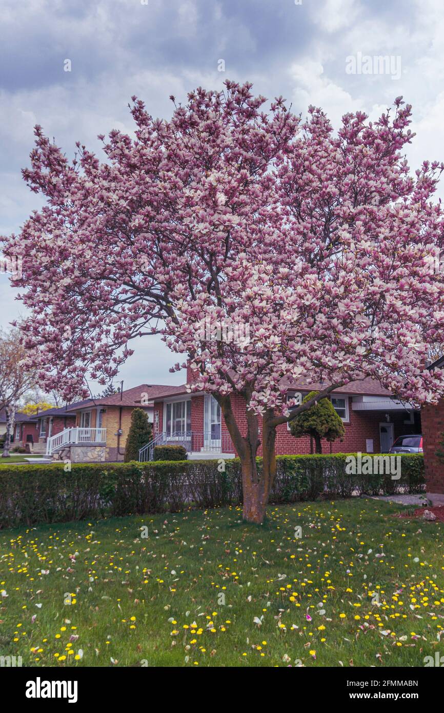 Magnolia tree in full bloom on the front yard of a house during the ...