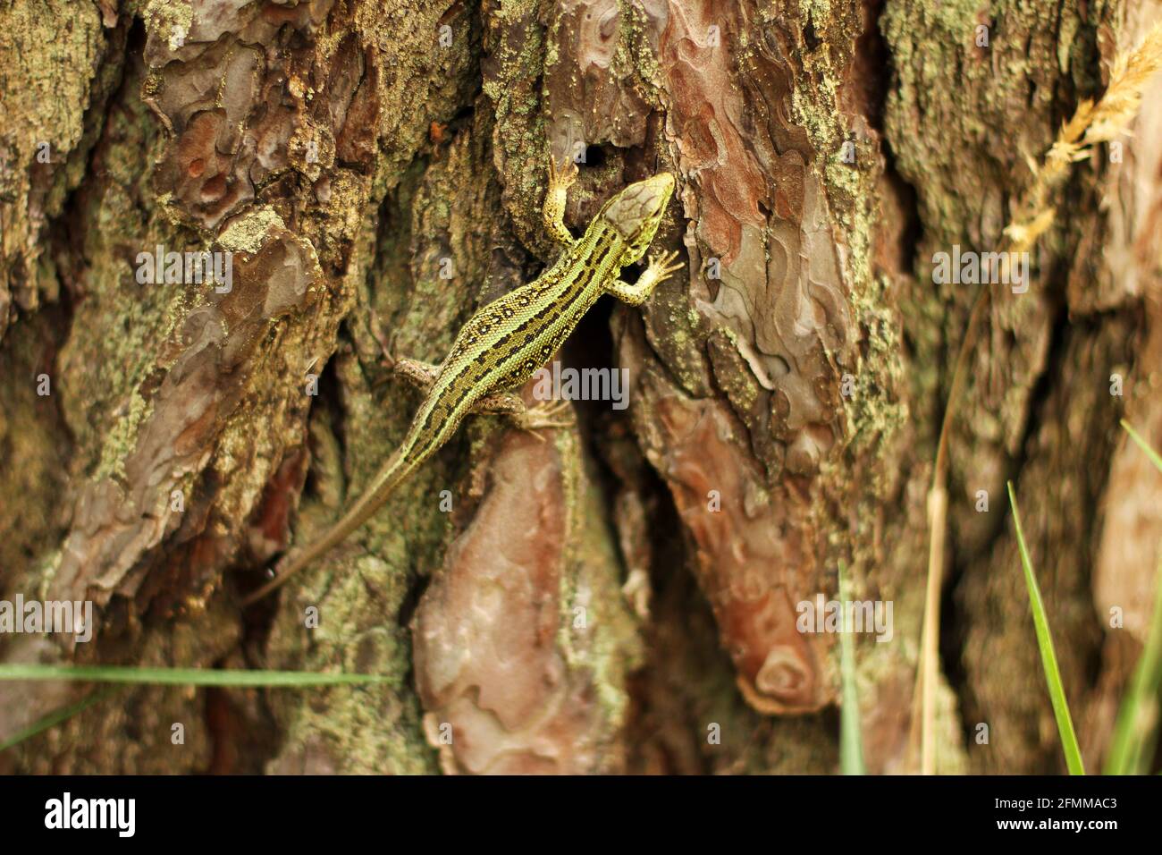 Lizard on a tree in the forest Stock Photo - Alamy
