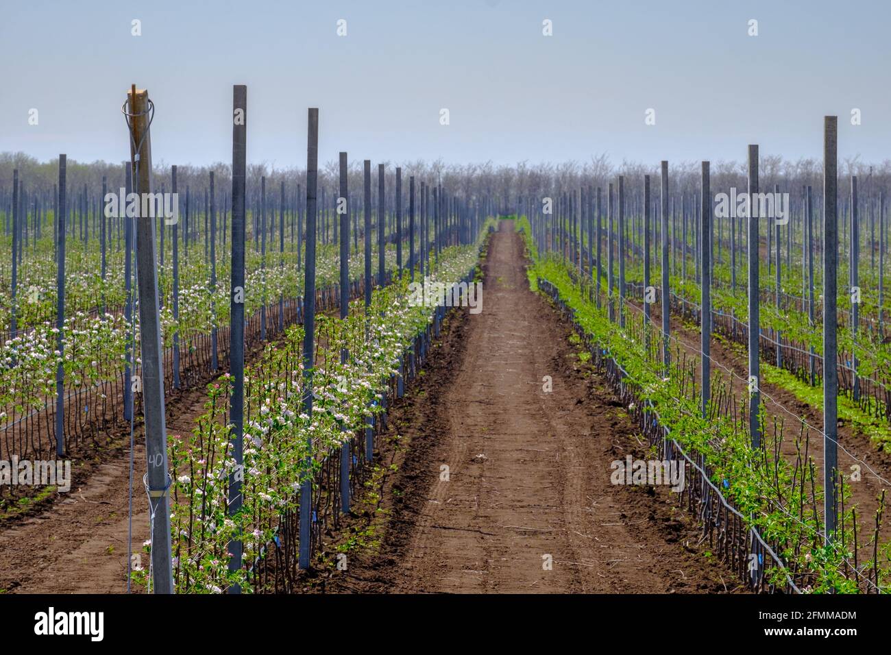 Many young seedlings of flowering apple trees on a modern plantation in ...