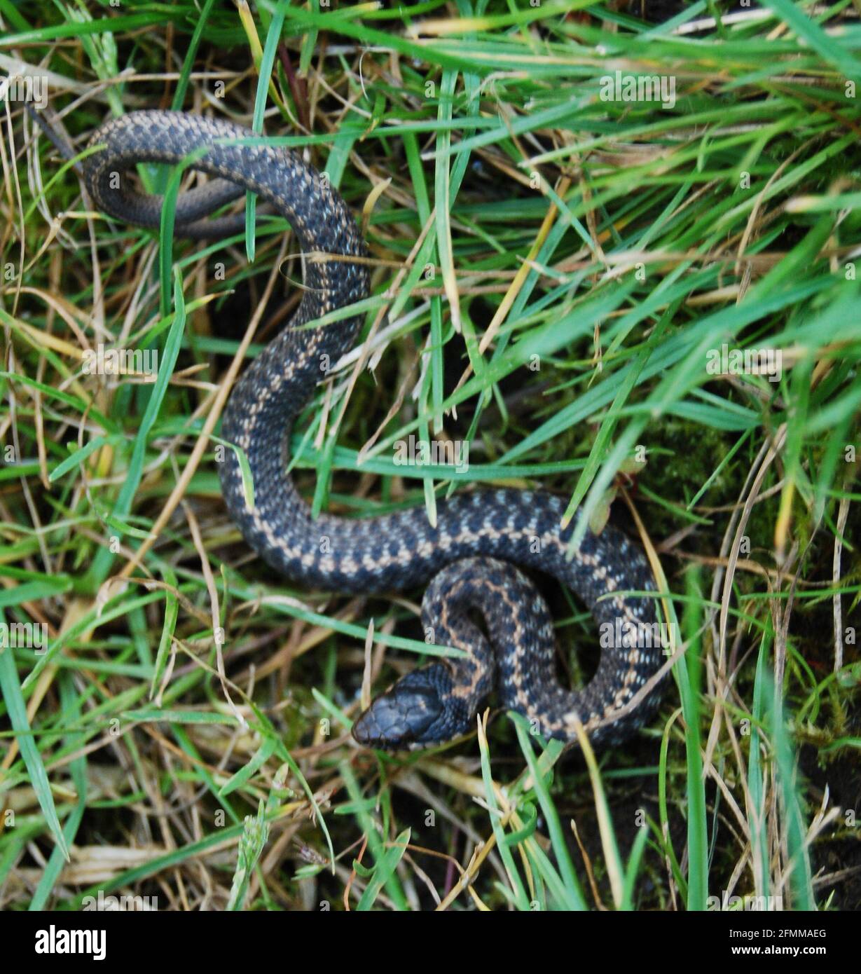 Valley garter snake poised to strike Stock Photo - Alamy