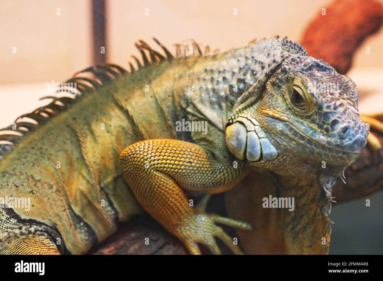 Large lizard close-up. Lacertilia Stock Photo - Alamy