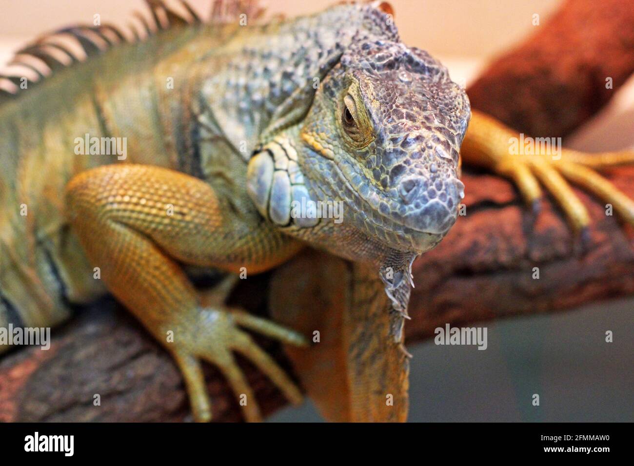Lacertilia hi-res stock photography and images - Alamy