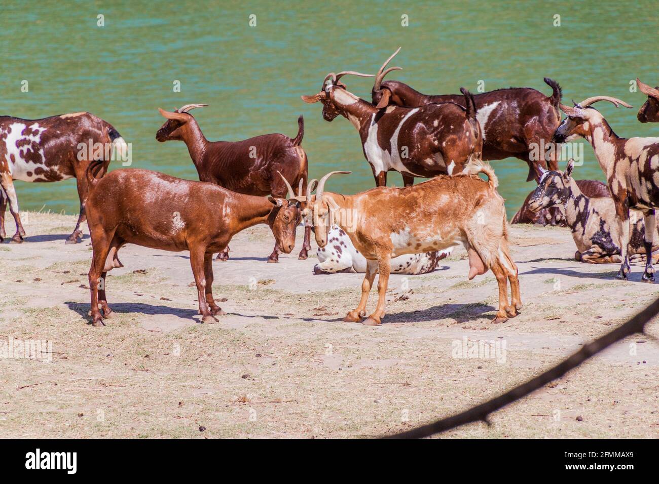 Two goats goat fight fighting hi-res stock photography and images - Alamy