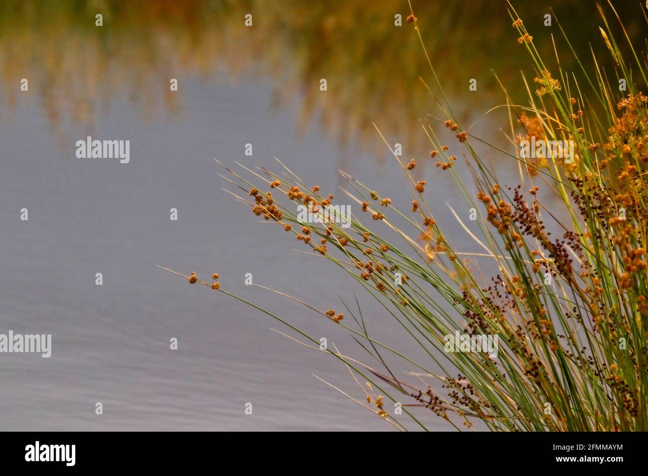 Rush plant growing beside a pond with sky reflections in the water ...