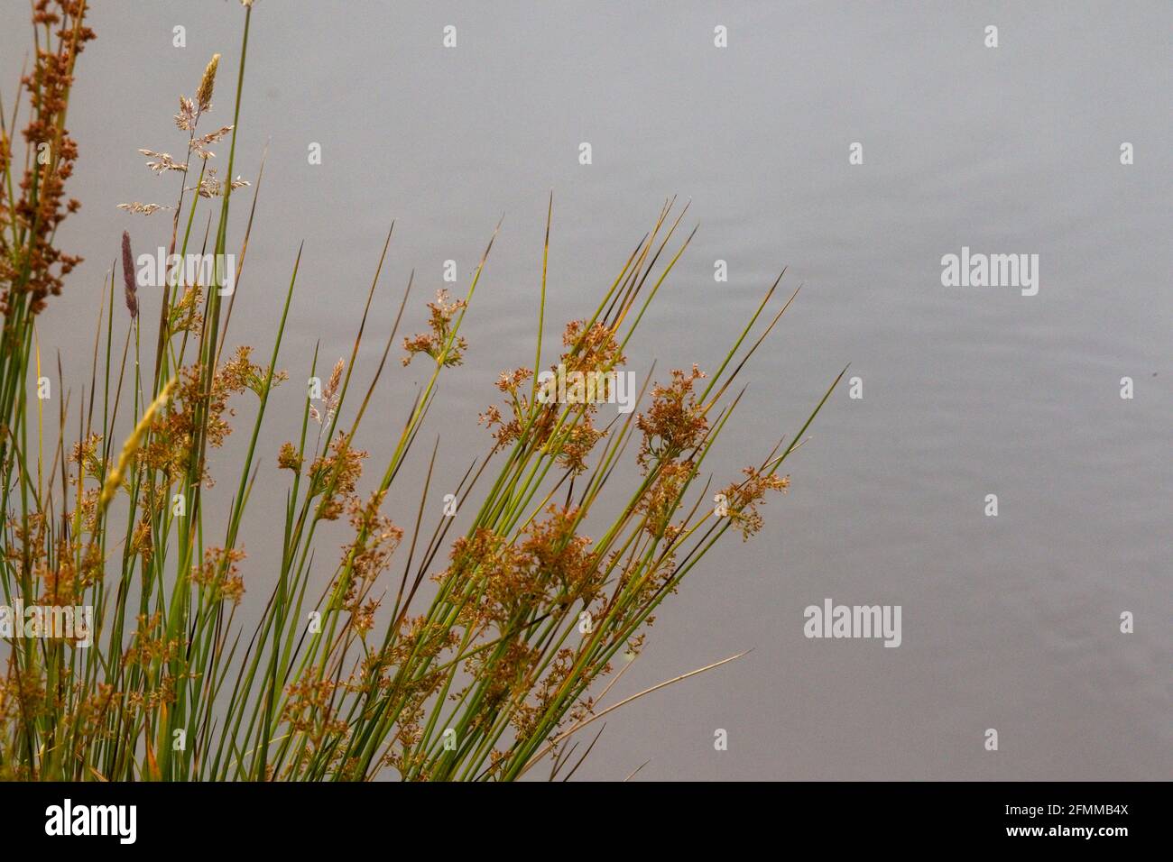 A rush plant beside a country pond with sky reflection the water in ...