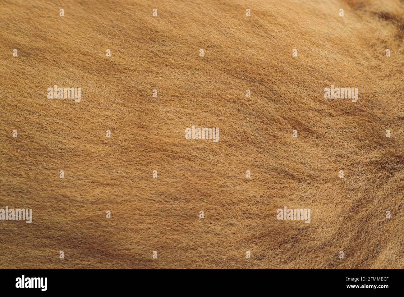Shed skin and fur hi-res stock photography and images - Alamy
