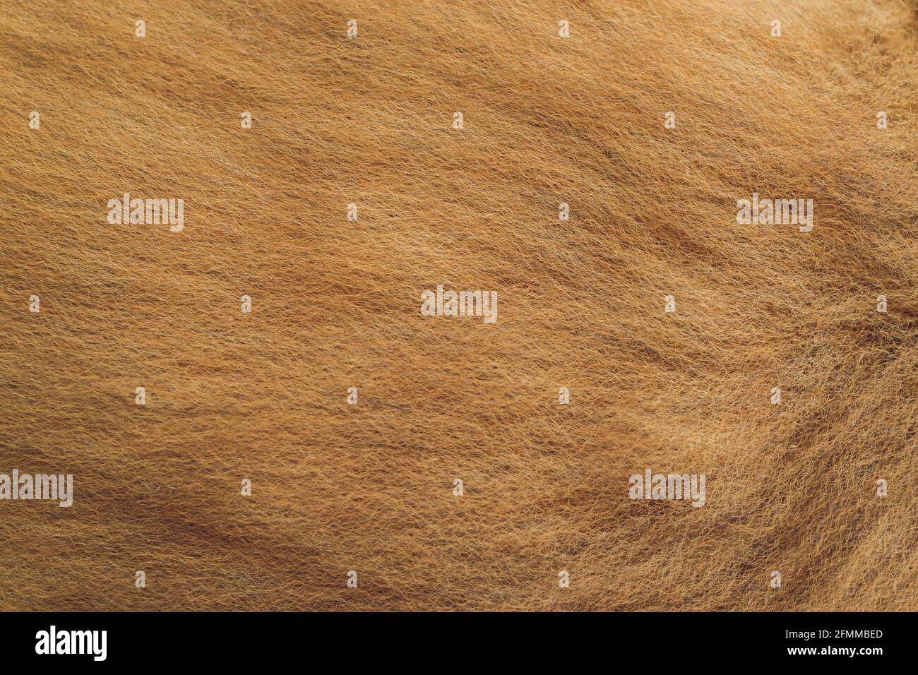 Close up of an animal colored fur texture Stock Photo - Alamy