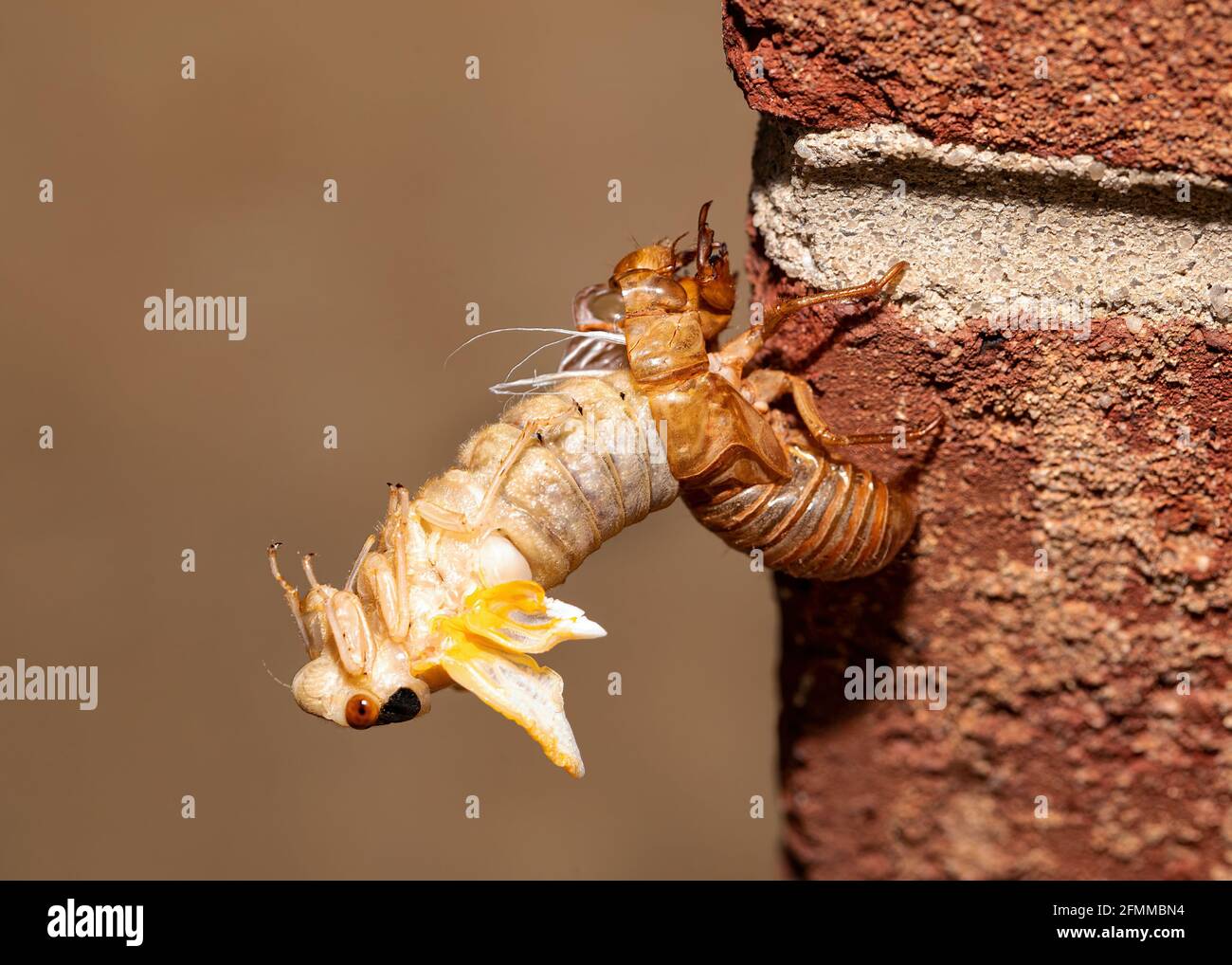 Brood X cicada in the process of emerging from its exoskeleton, side ...