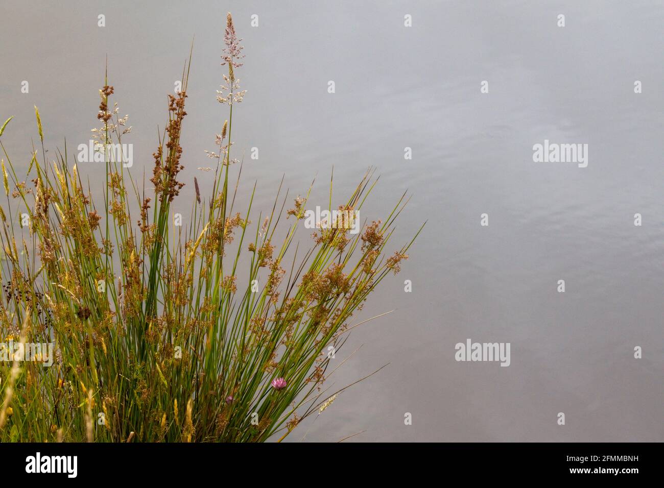 Rushes growing hi-res stock photography and images - Alamy