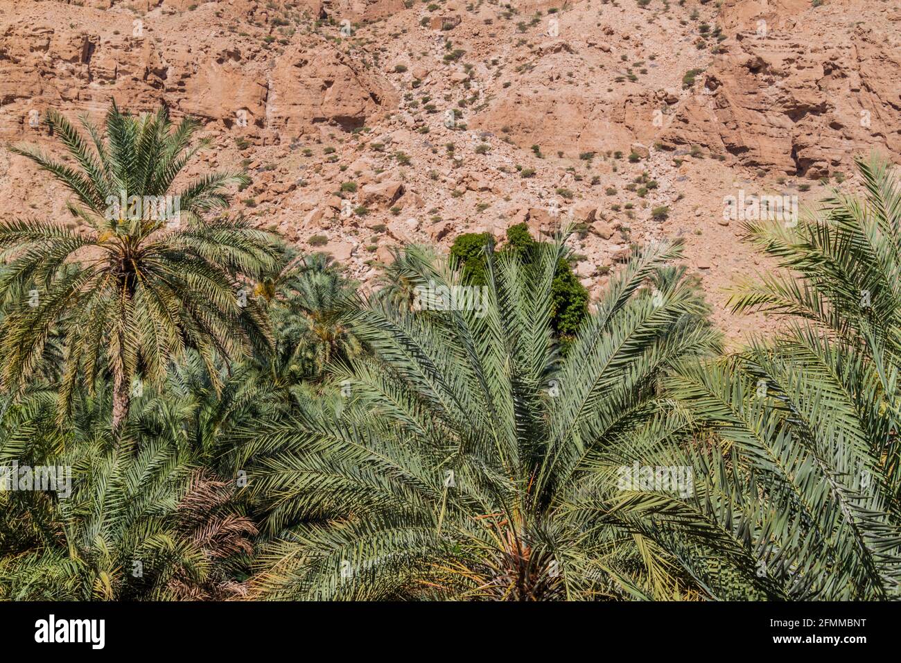 Palms in Wadi Tiwi valley, Oman Stock Photo - Alamy