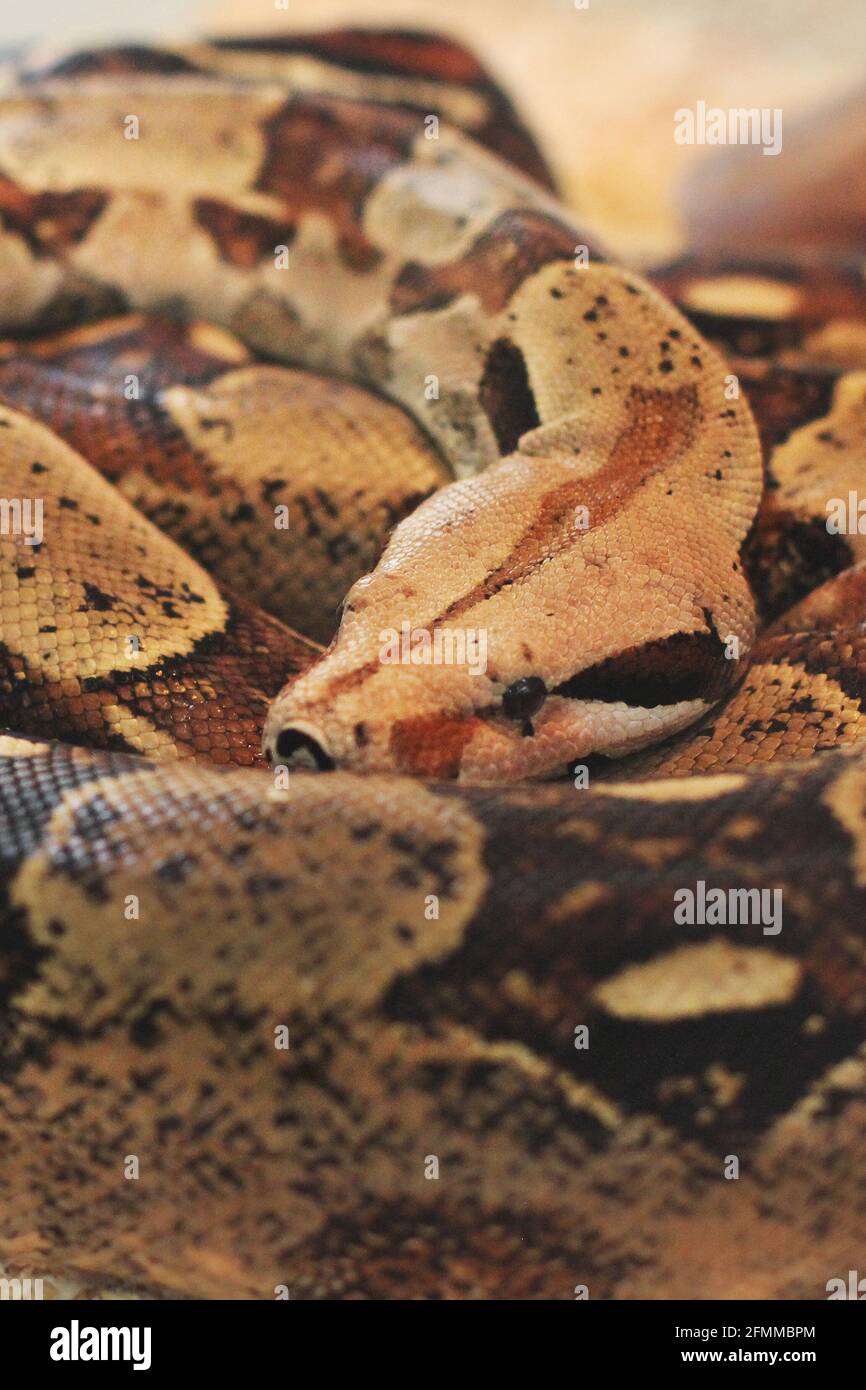 Ringneck snake hi-res stock photography and images - Alamy