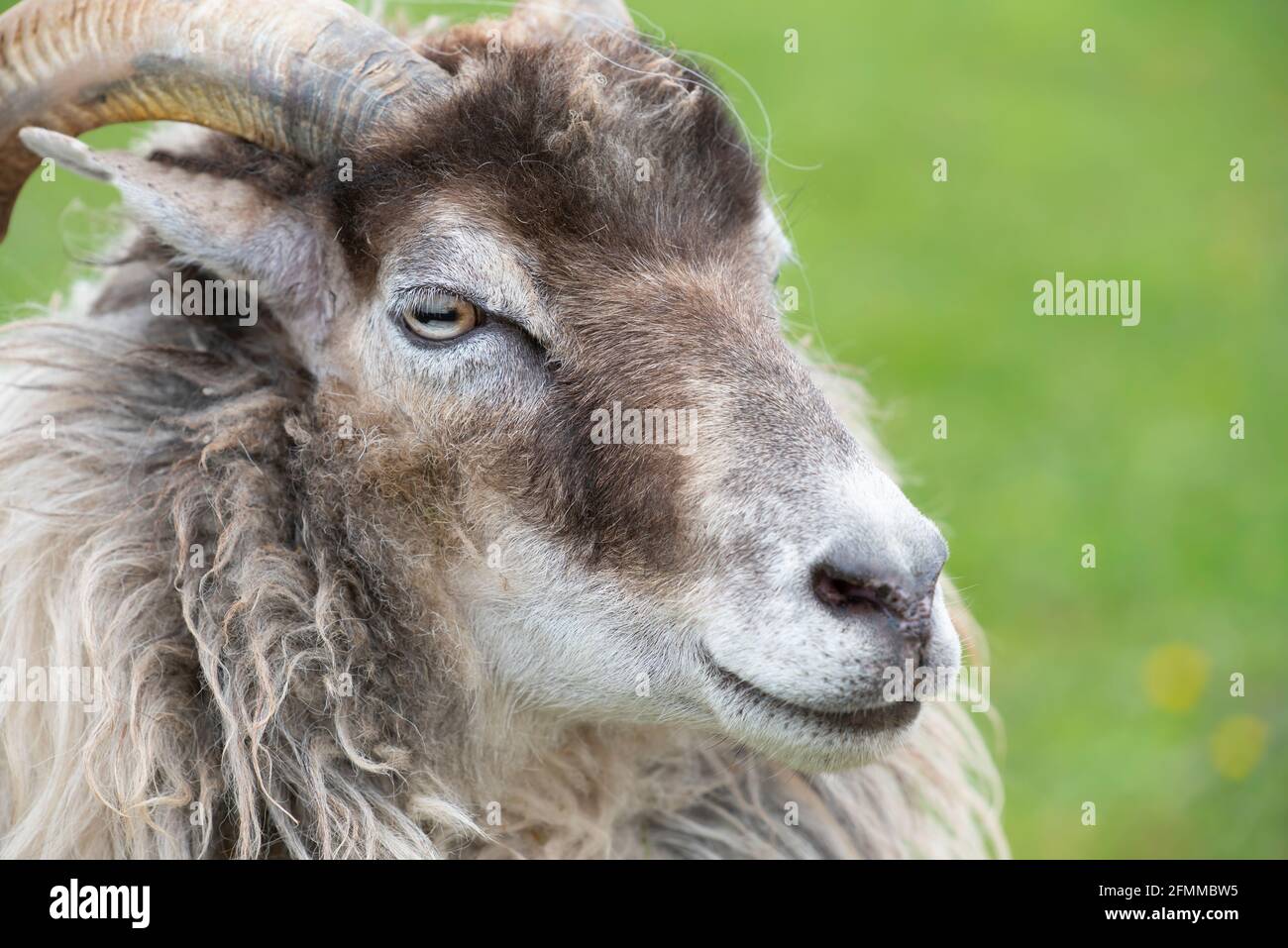 Portrait and close-up of a "Heidschnucke", a sheep with round horns and ...