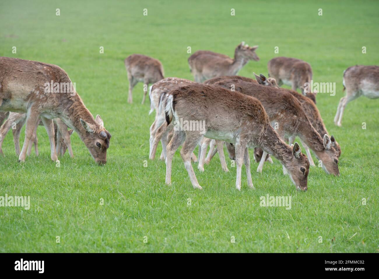 Deer eating grass hi-res stock photography and images - Alamy