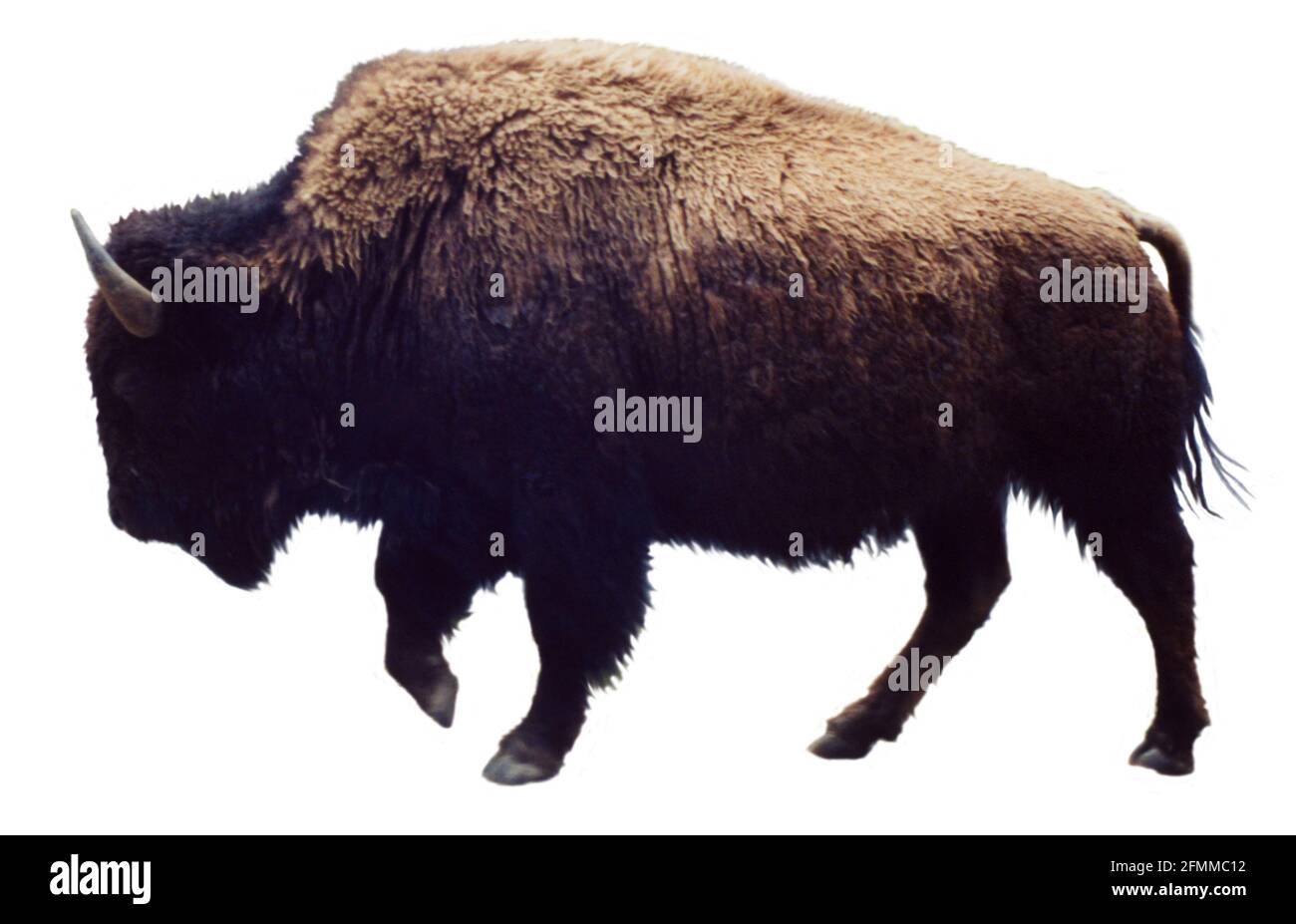 Yellowstone bison with white background Stock Photo - Alamy