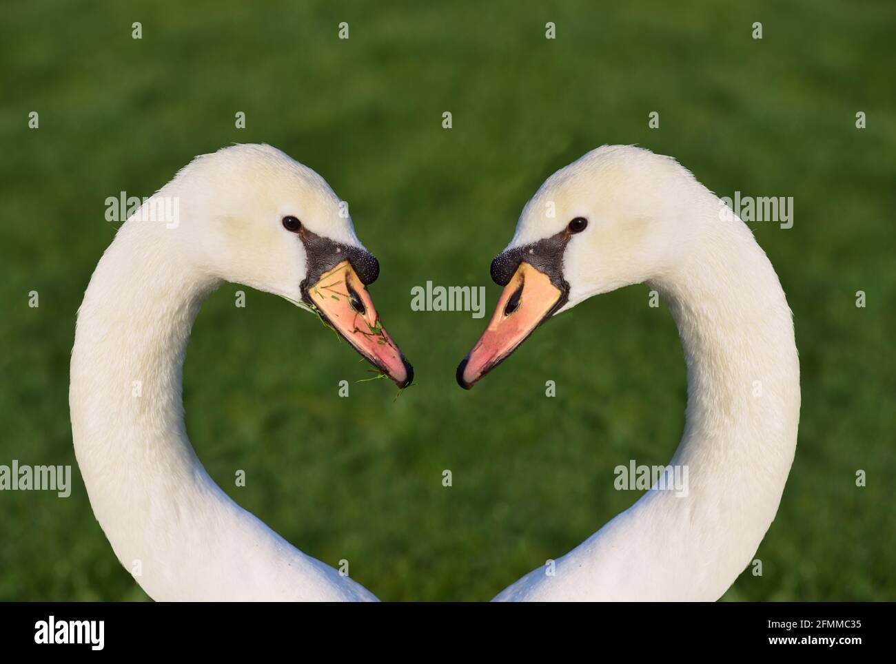 Two swan heads hi-res stock photography and images - Alamy