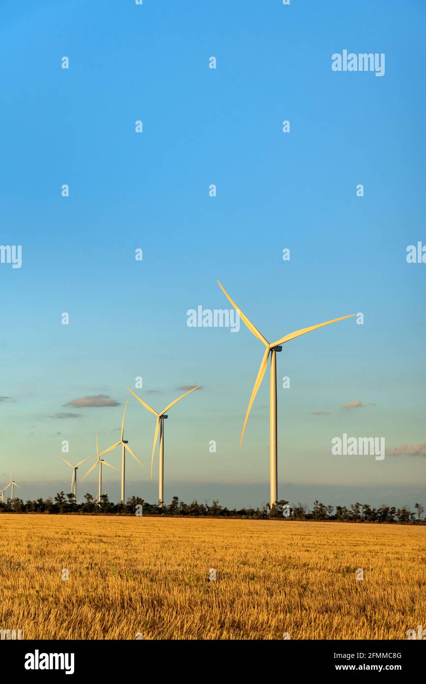 Windmills against the blue sunset sky on a yellow field. Alternative ...