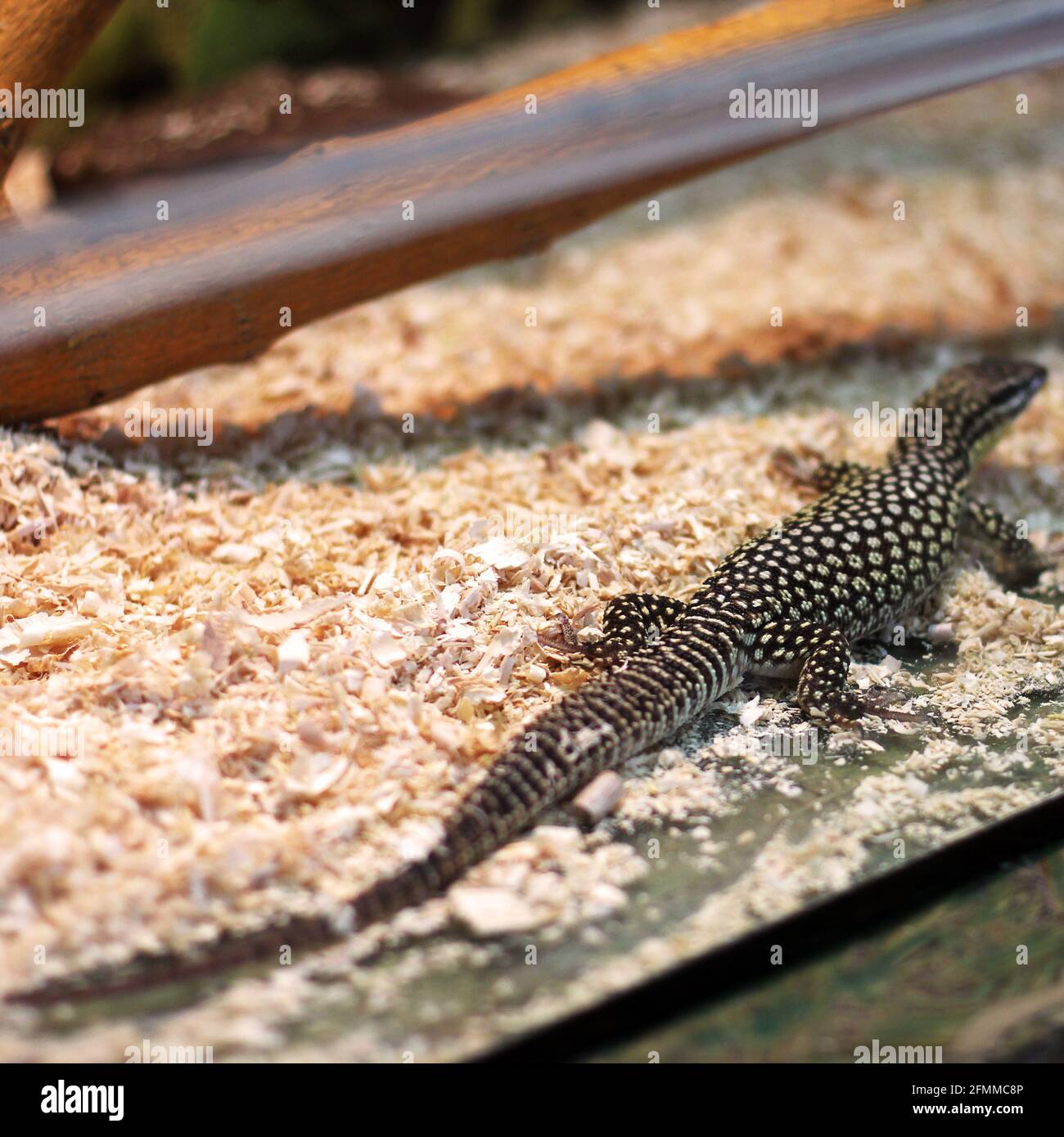 Lizard. Lizard in the aquarium Stock Photo - Alamy