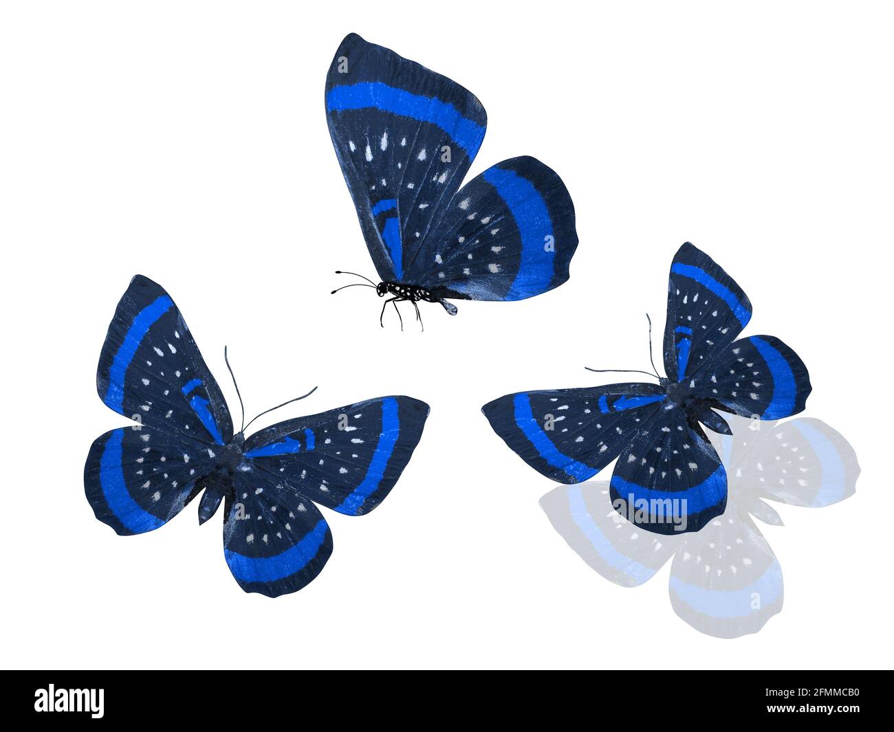 blue butterflies isolated on a white background. High quality photo ...