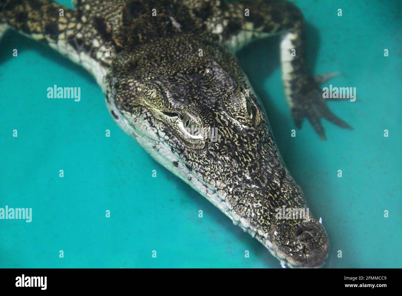 Crocodile fat hi-res stock photography and images - Alamy