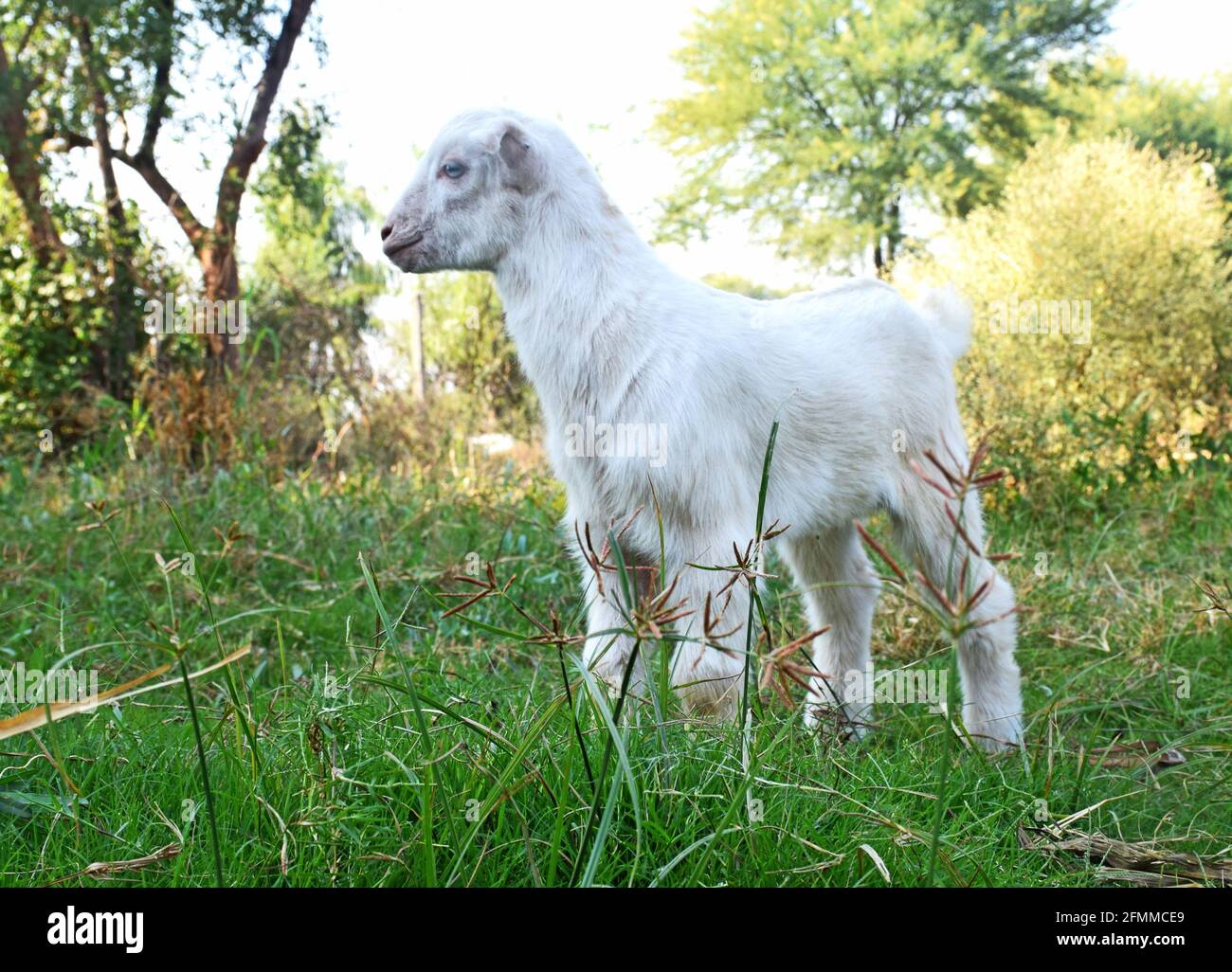 Little white baby goat hi-res stock photography and images - Alamy