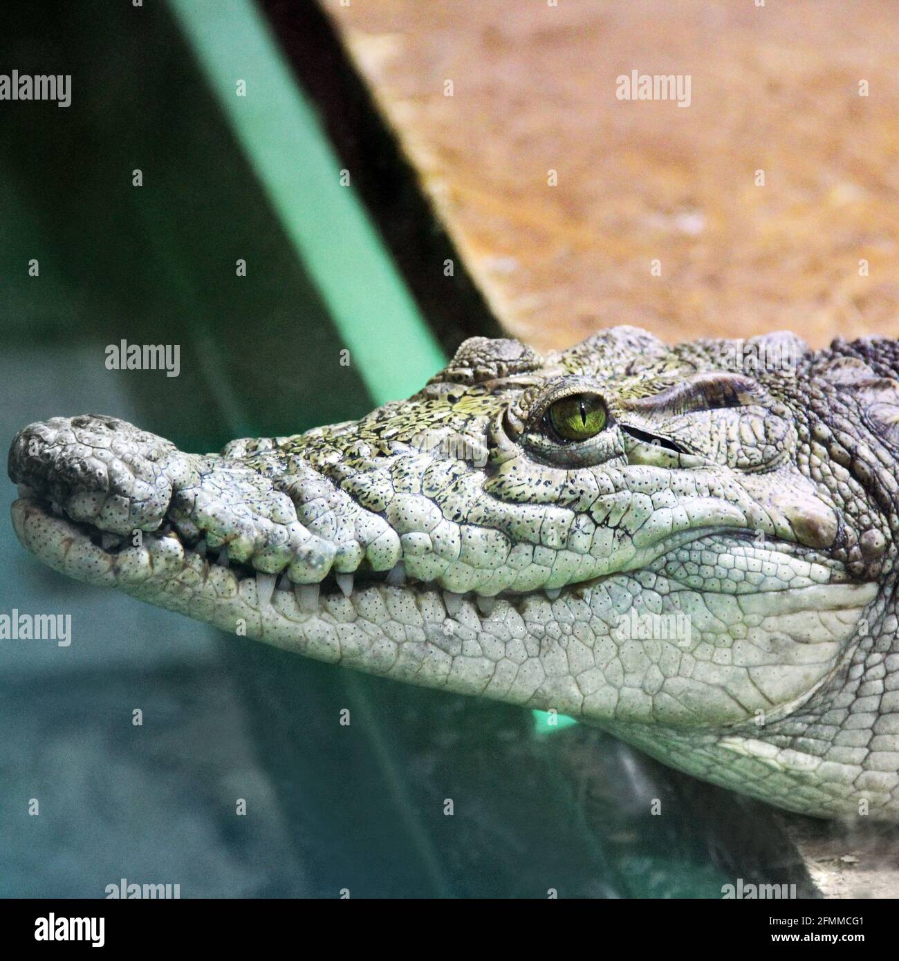 Aligator detail hi-res stock photography and images - Alamy