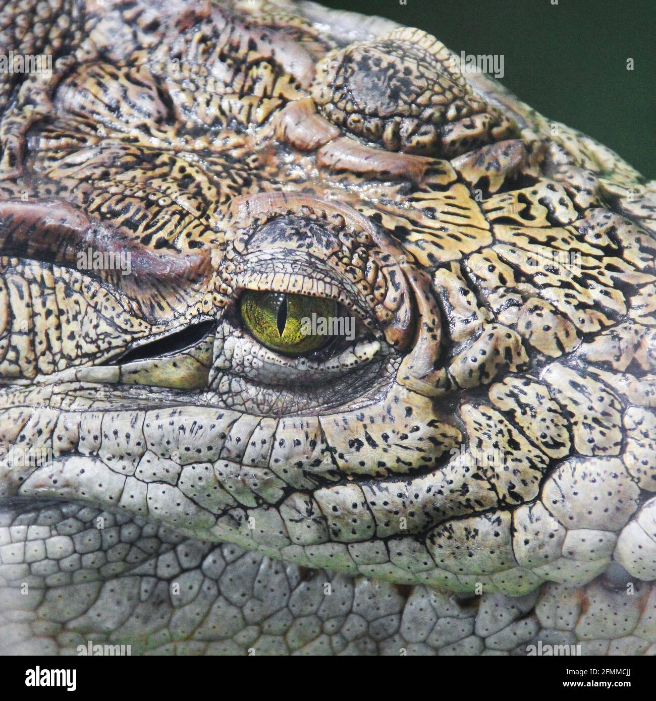 Crocodile close-up. Eye Stock Photo - Alamy