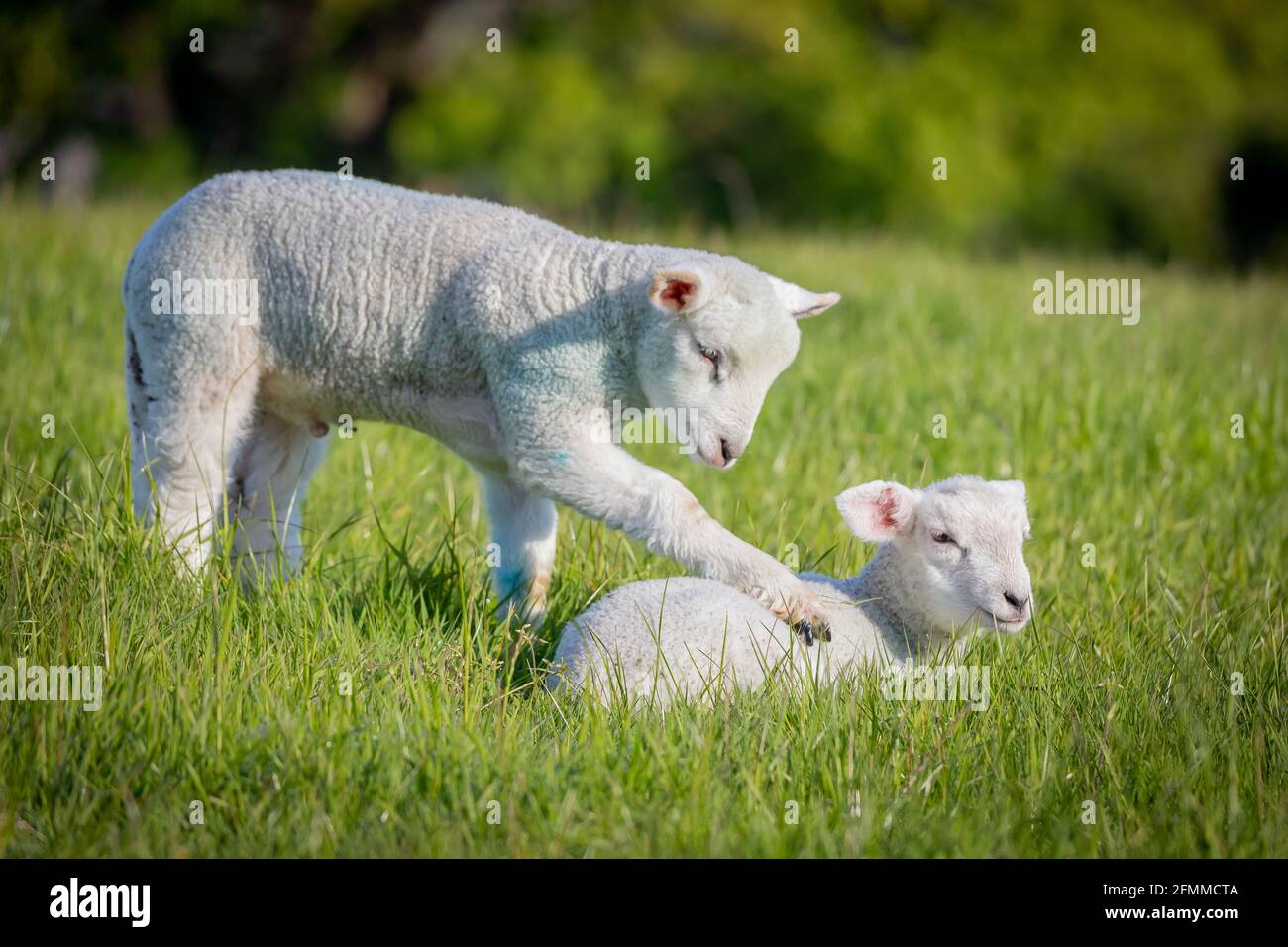 Coaxing hi-res stock photography and images - Alamy