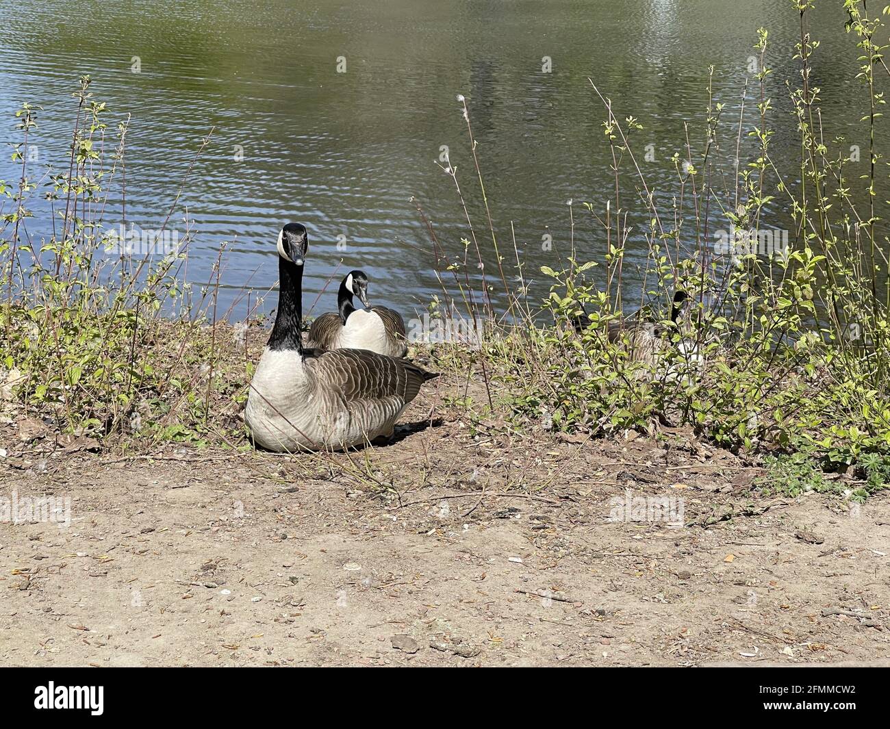 Cute Canada geese resting on the lakeshore Stock Photo - Alamy