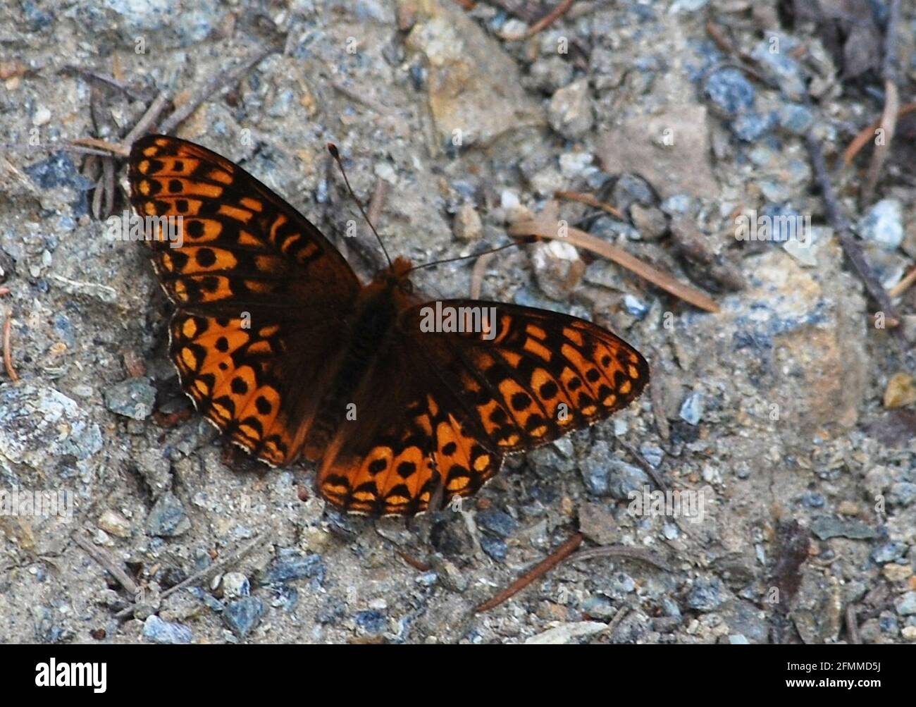 Hydaspe fritillary butterfly in the north cascades hi-res stock ...