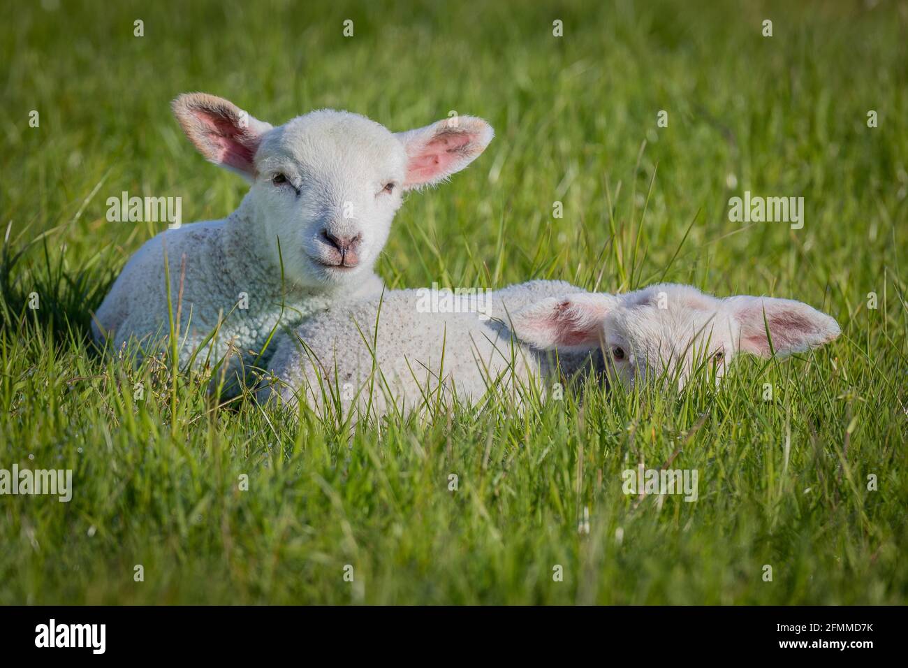 Gorgeous lambs together in field Stock Photo - Alamy