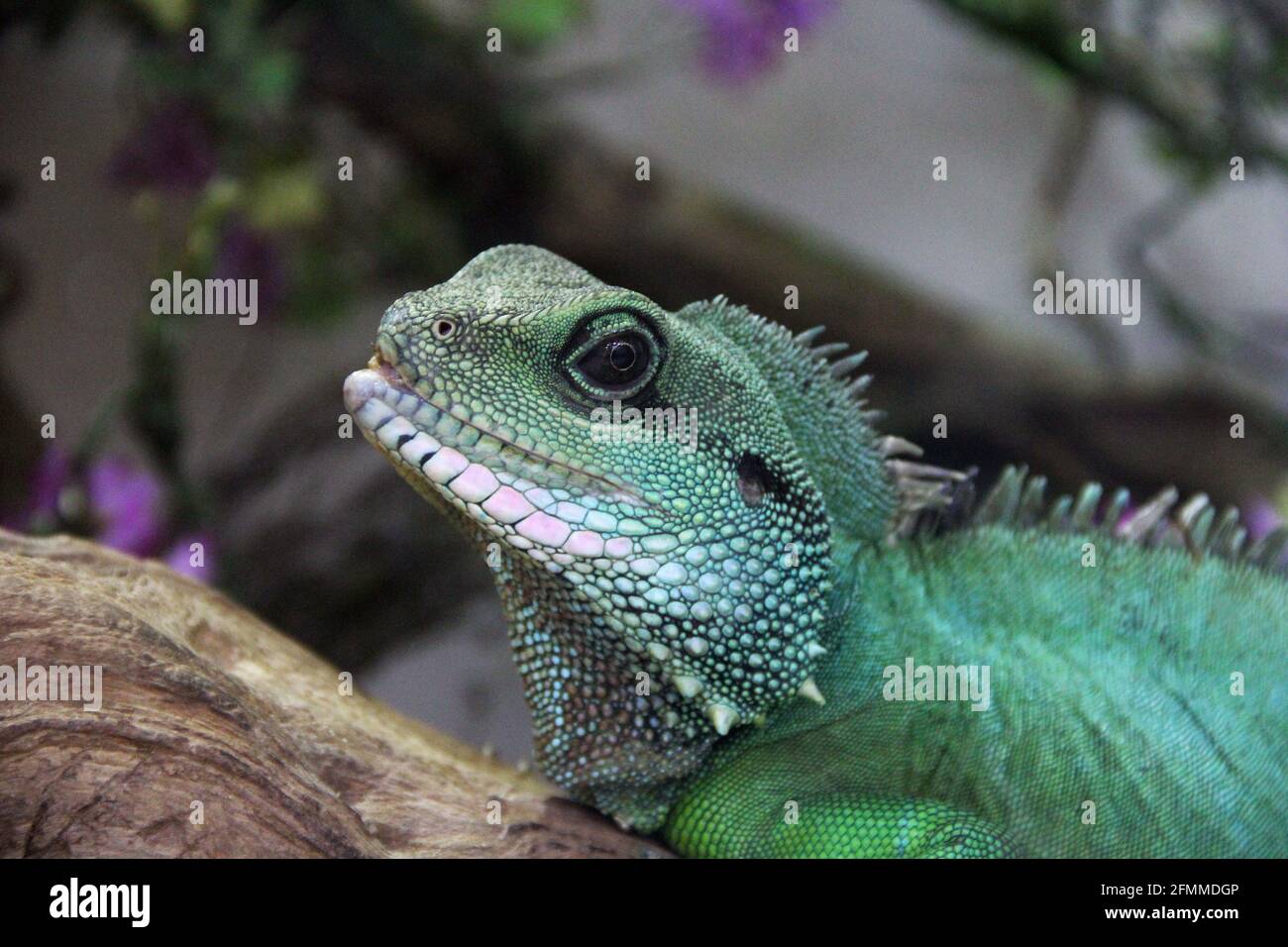 Big lizard hi-res stock photography and images - Alamy