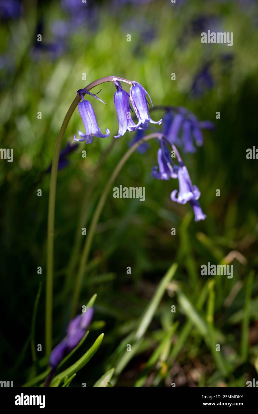 Close-up of a Common Bluebell or English Bluebell flower (Hyacinthoides ...