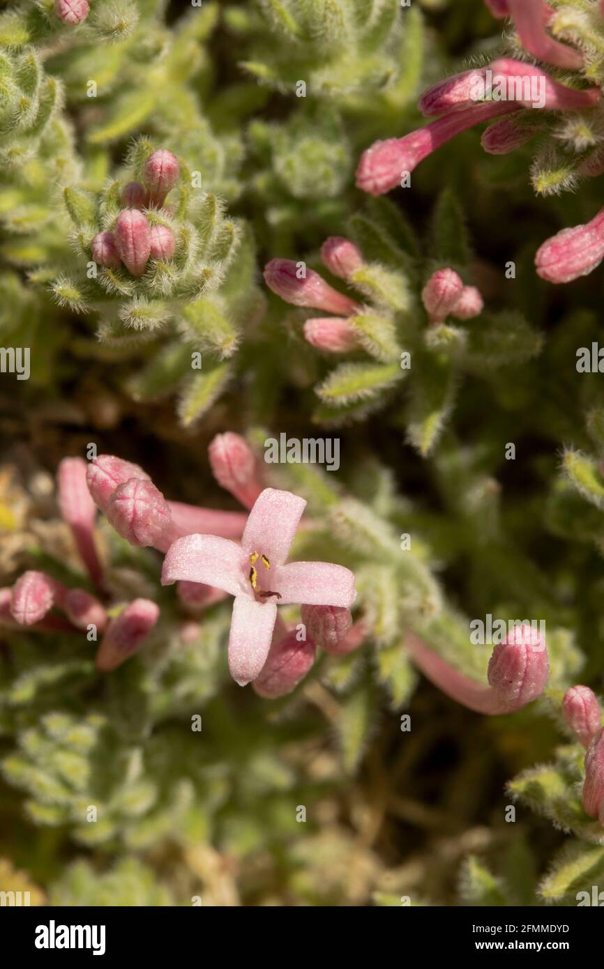 Asperula Arcadiensis (Asperula arcadiensis, Arcadian woodruff), plant ...