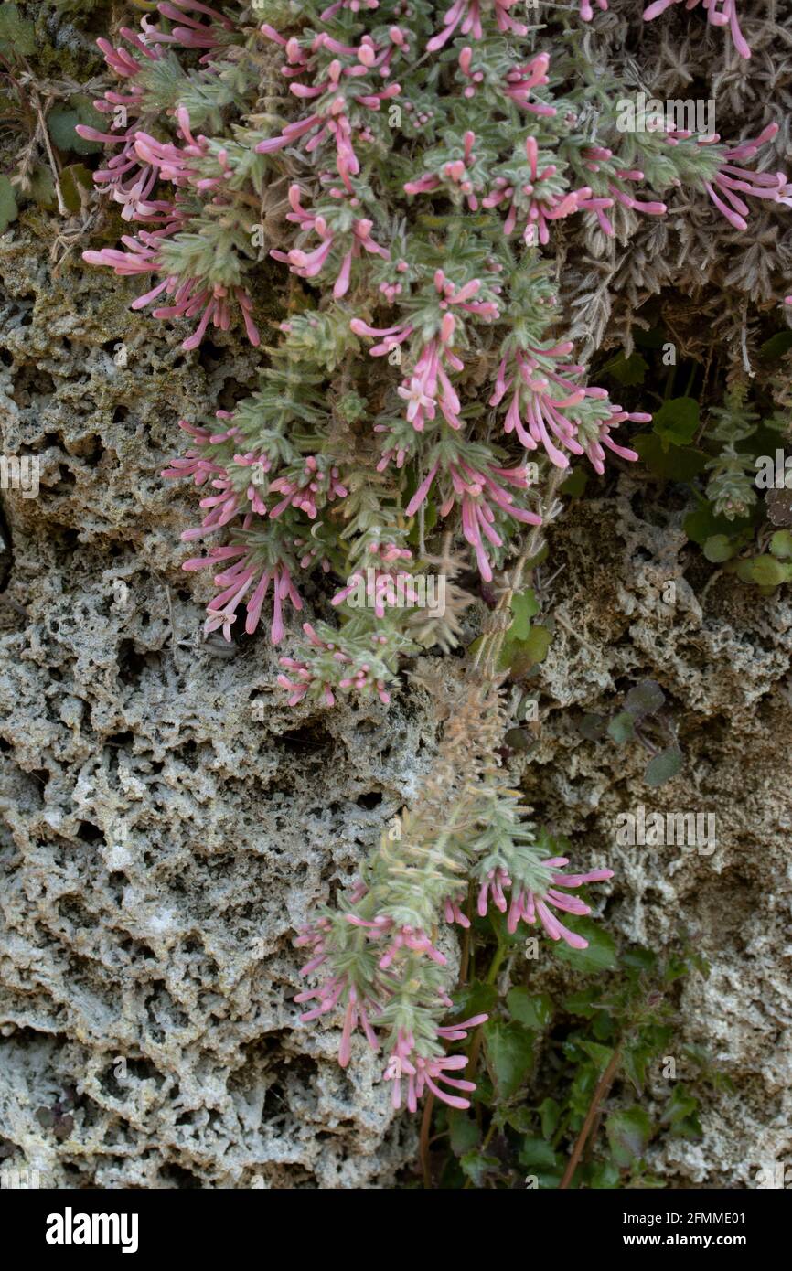 Asperula arcadiensis, Arcadian woodruff Stock Photo - Alamy