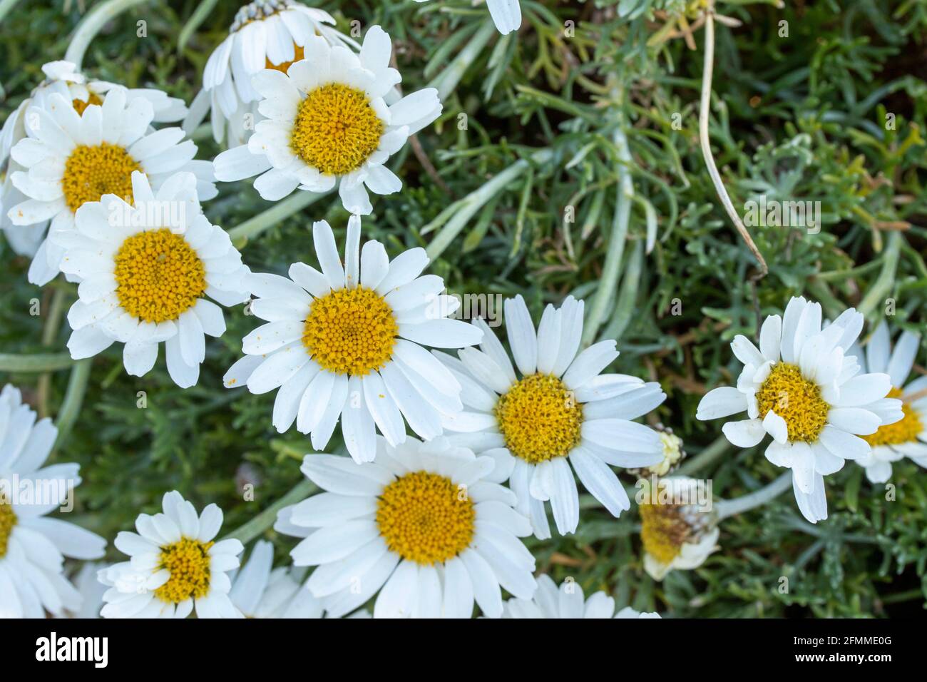 Rhodanthemum hosmariense, Moroccan daisy, flowering plant, family ...