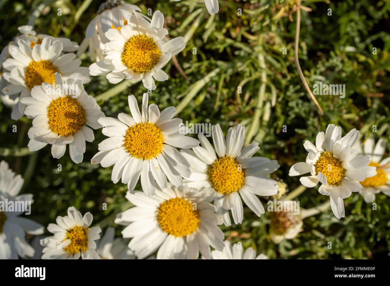 Rhodanthemum hosmariense, Moroccan daisy, flowering plant, family ...