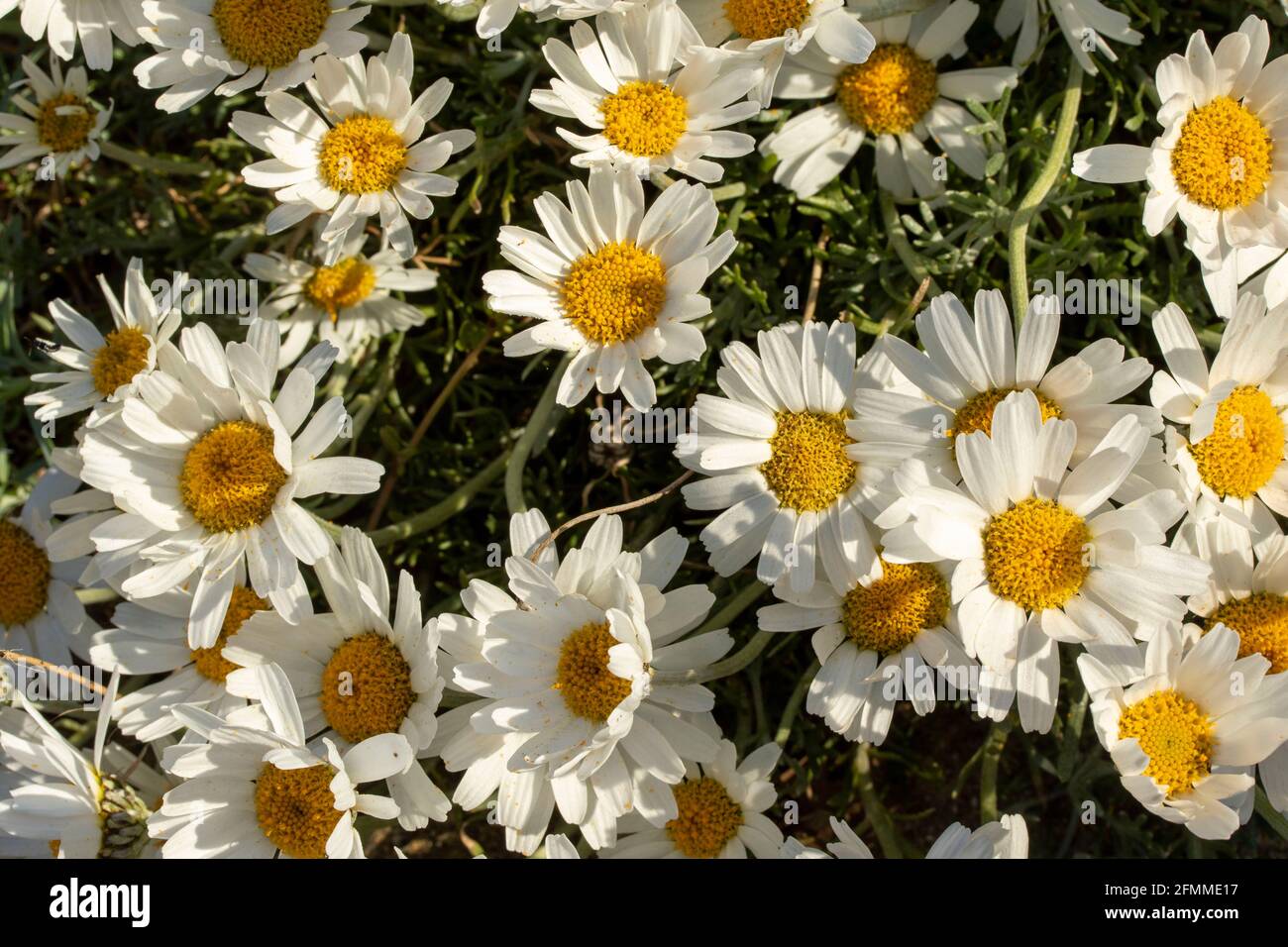Rhodanthemum hosmariense, Moroccan daisy, flowering plant, family ...