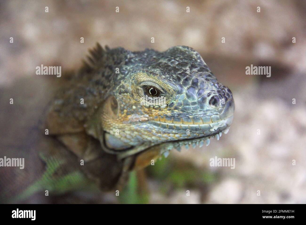 Large lizard close-up. Lacertilia Stock Photo - Alamy